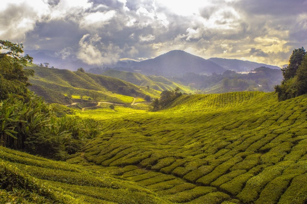 Tea Plantations in SE Asia - Voyage Scribe