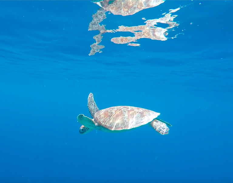 Facing Fear & Practicing Patience: Gili T turtle snorkeling - Voyage Scribe